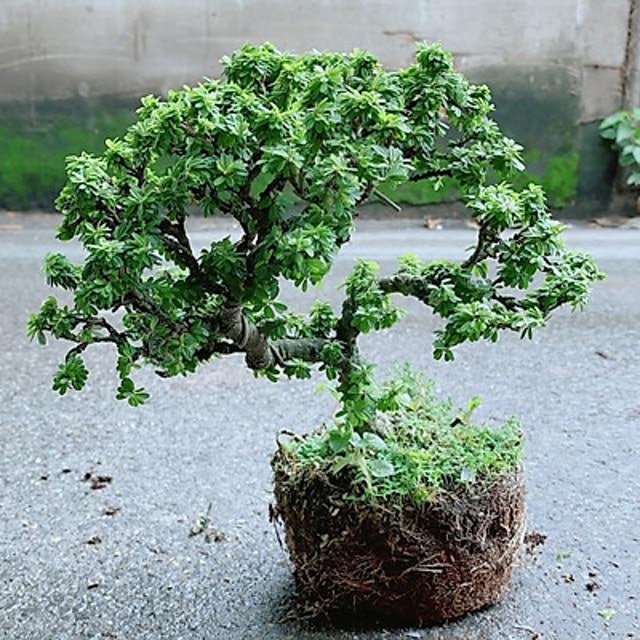[2024] Top 10 Bonsai Mini đẹp nhất hiện nay (Cần thăng, tùng la hán ...